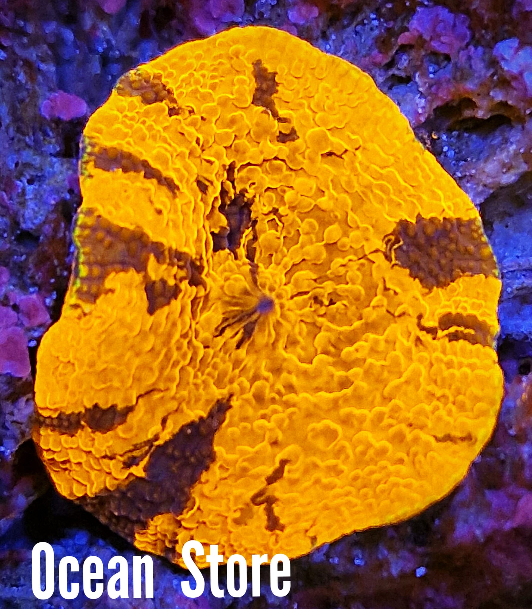 Discosoma Deadpool | Discosoma | Levende have