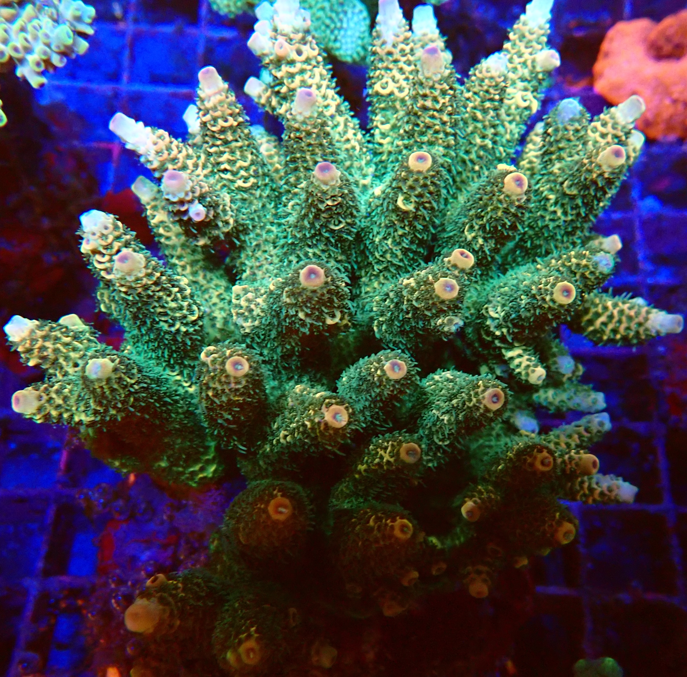 Acropora sp. WYSIWYG (1756489745204) | WYSIWYG Koralen