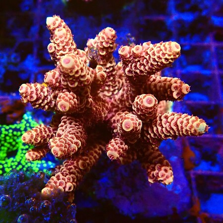 Acropora Red WYSIWYG (1756490229190) | WYSIWYG Corals