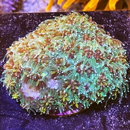 Heteractis Magnifica | Koraal