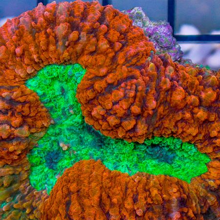 Lobophyllia | Levende have voor aquariums, zeeaquariums & aquaria