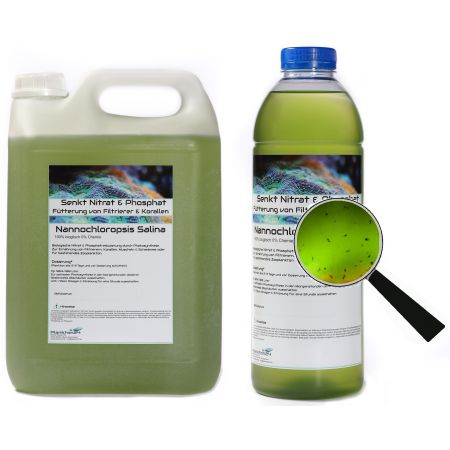 Plankton24 - Nannochloropsis salina met zoöplankton | Plankton24 ...