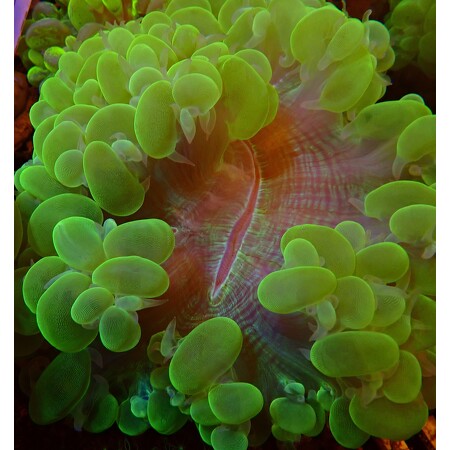 WYSIWYG Koralen voor aquariums, zeeaquariums & aquaria