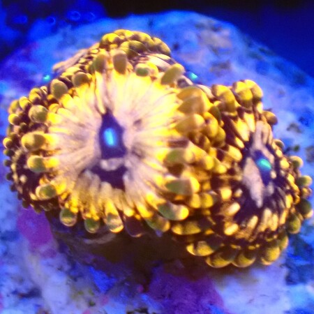 Zoanthids Utter Chaos WYSIWYG (1757697811880) | WYSIWYG Koralen